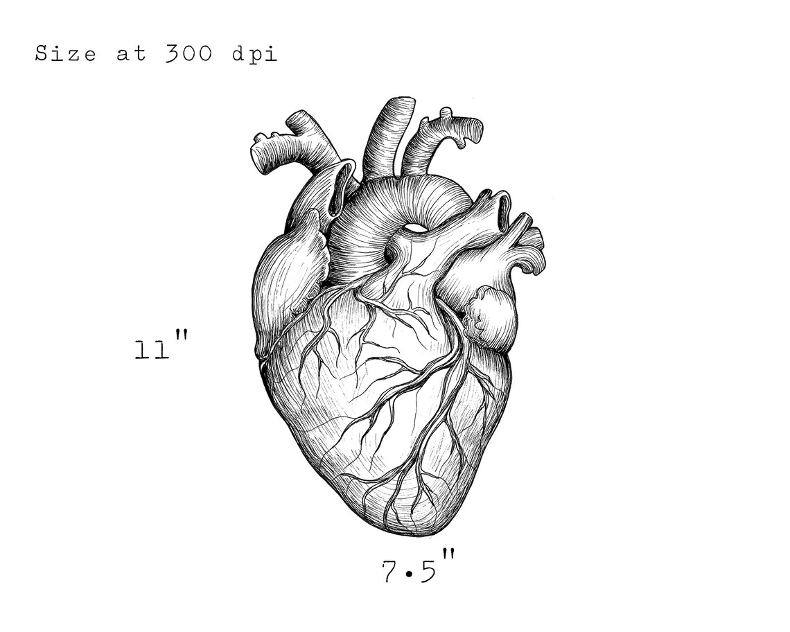 Anatomical Heart Clip Art Hand Drawn Heart Clipart Heart - Etsy Canada