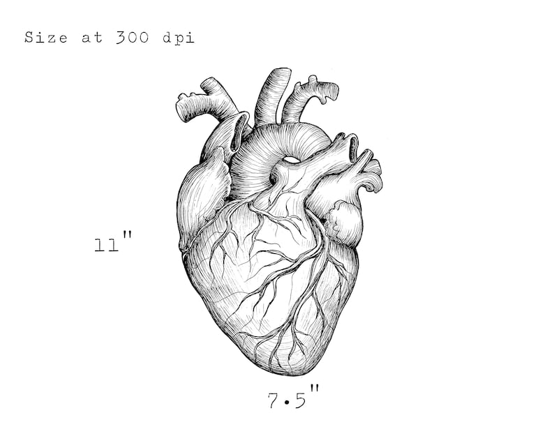 Anatomical Heart Clip Art Hand Drawn Heart Clipart Heart - Etsy