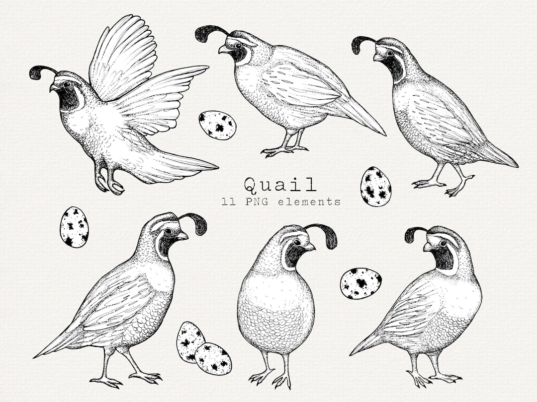 Quail PNG Clip Art, Hand Drawn Quail Eggs Sketch, Bird Illustration ...