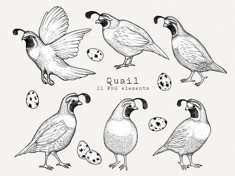 Quail Bird Line Art Clipart, Hand Drawn Quail Illustration, PNG ...