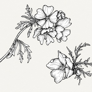 Musk Mallow Flower PNG Clip Art, Hand Drawn Mallow Plant Illustration ...