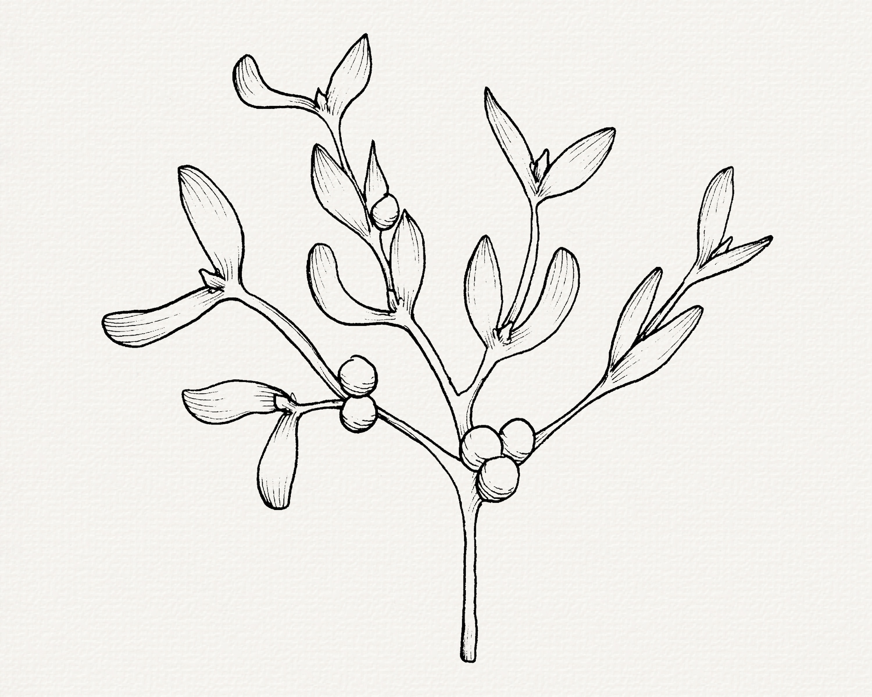 Hand Drawn Mistletoe PNG Bundle Winter Botanical Christmas | Etsy