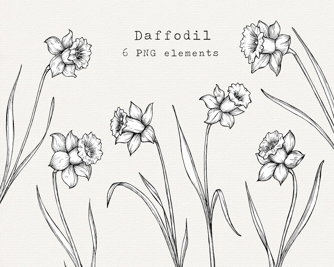 Daffodil Flower PNG Clip Art, Hand Drawn Daffodils, Detailed Spring ...