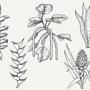 Costa Rica Plants PNG Clip Art, Hand Drawn Tropical Flower ...