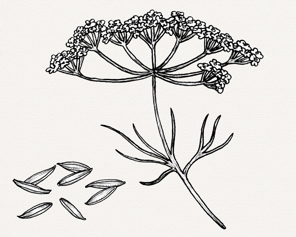 Cumin PNG Clip Art Hand Drawn Cumin Line Art for Commercial - Etsy
