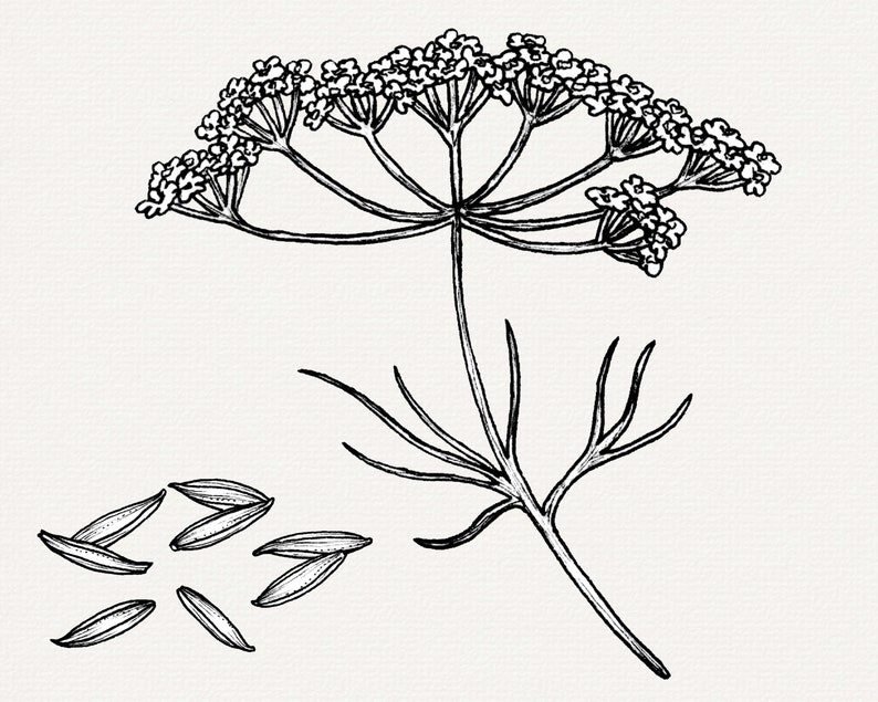 Cumin PNG Clip Art Hand Drawn Cumin Line Art for Commercial - Etsy