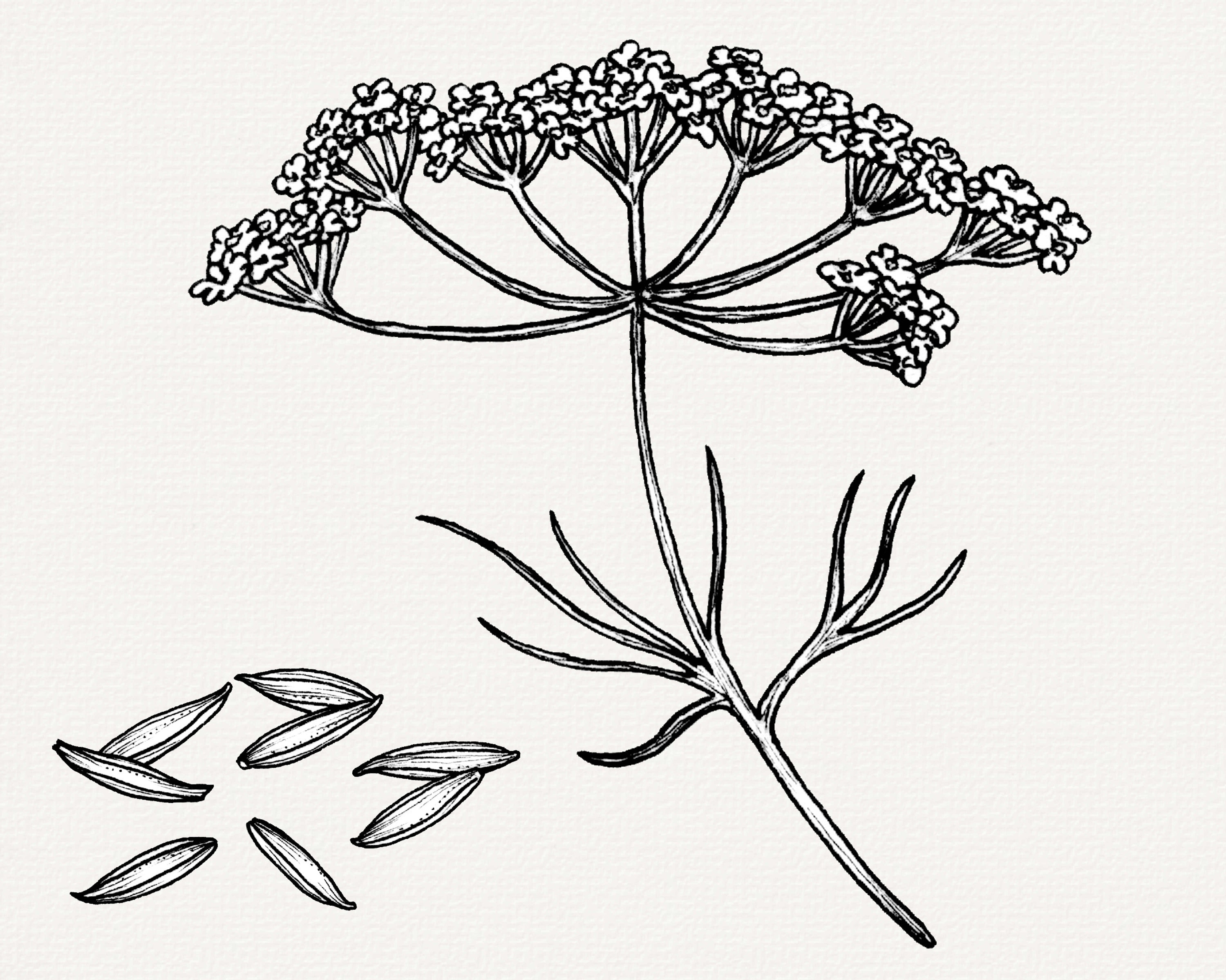 Cumin PNG Clip Art Hand Drawn Cumin Line Art for Commercial | Etsy Canada