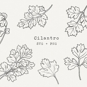Cilantro SVG Clip Art, Commercial Use, Cilantro Plant Vector ...