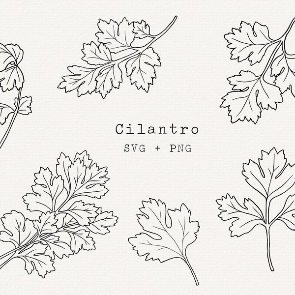 Cilantro Clip Art - Etsy