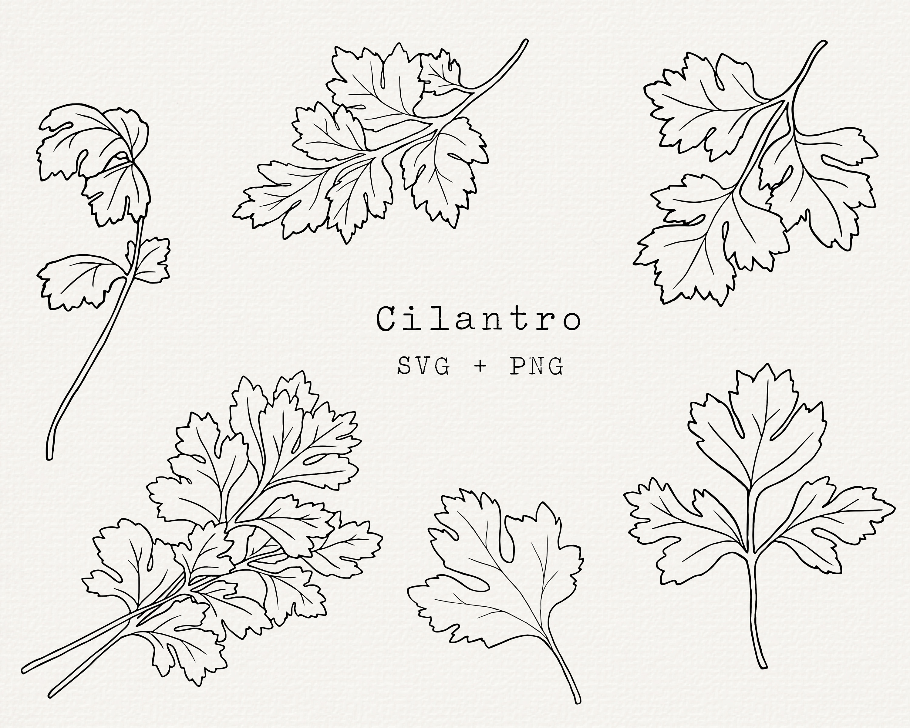 Cilantro SVG Clip Art Commercial Use Cilantro Plant Vector - Etsy Canada