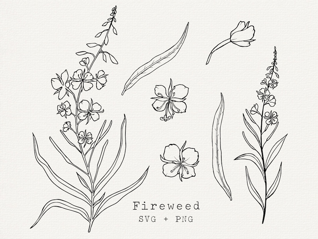 Fireweed SVG, Fireweed Herb Clip Art, Herbal Remedies Line Art, Wild ...