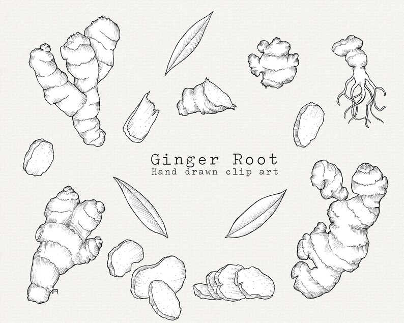 Ginger Clip Art Ginger Root Clipart Spices Baking Cooking | Etsy