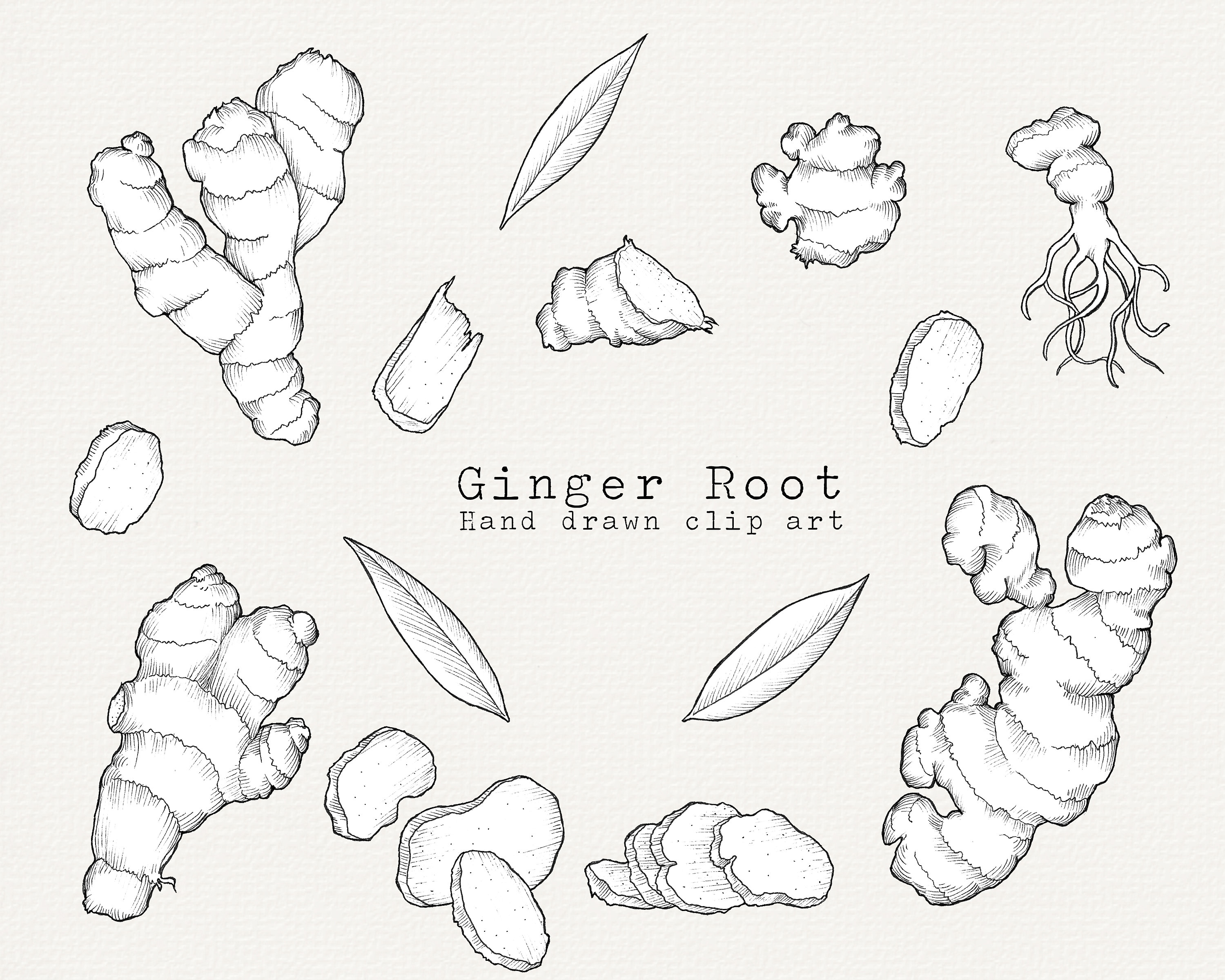 Ginger Clip Art Ginger Root Clipart Spices Baking Cooking | Etsy