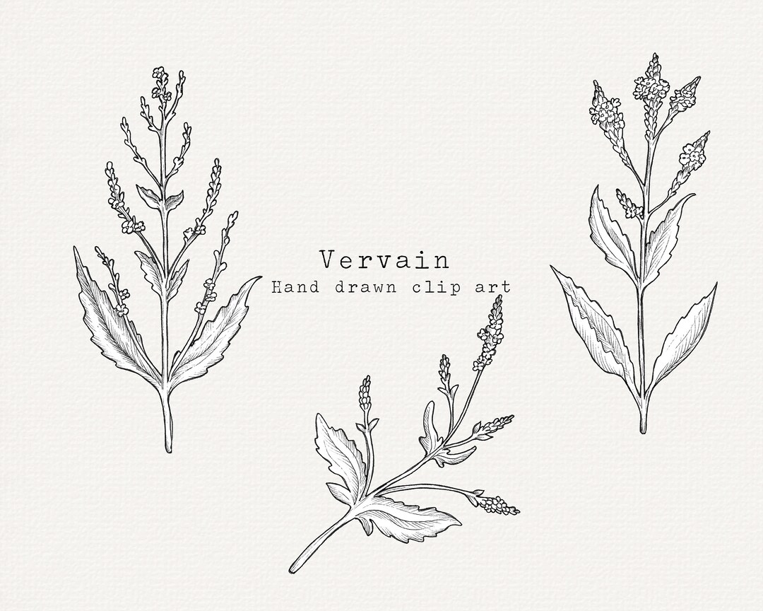 Vervain Herb Clip Art Verbena Clipart Herbal Remedies Hand - Etsy