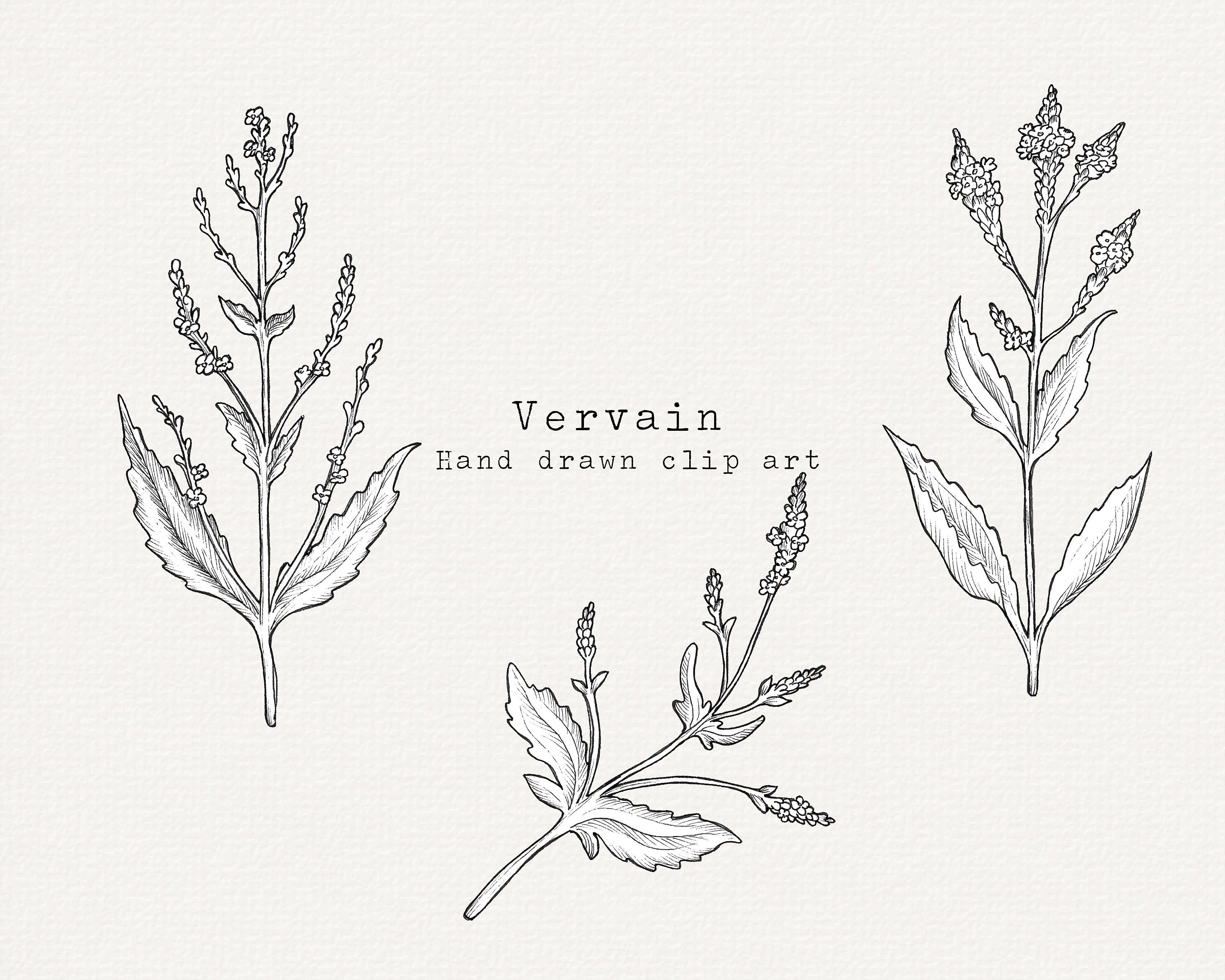 Vervain Herb Clip Art Verbena Clipart Herbal Remedies Hand | Etsy