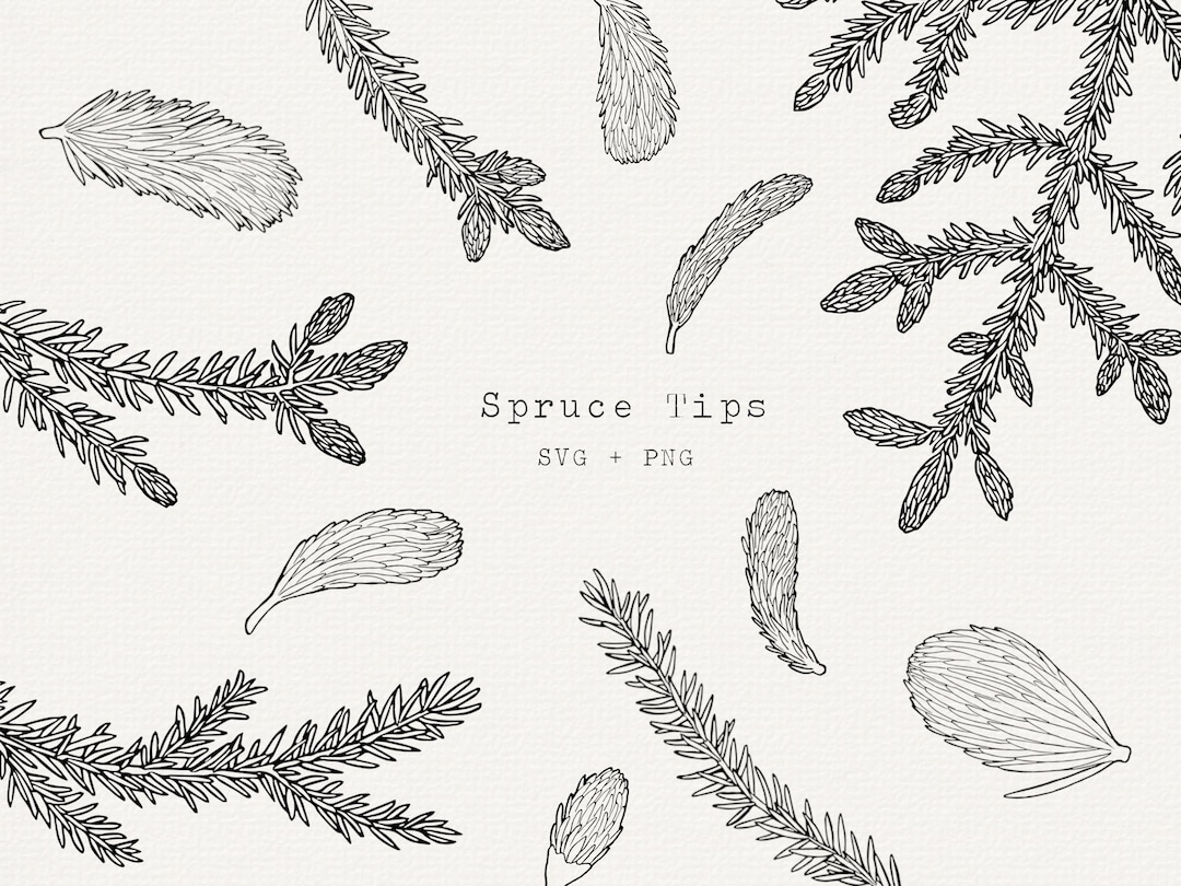 Spruce Tips SVG, Spruce Tip Clip Art, Evergreen Tree Sprig Line Art ...