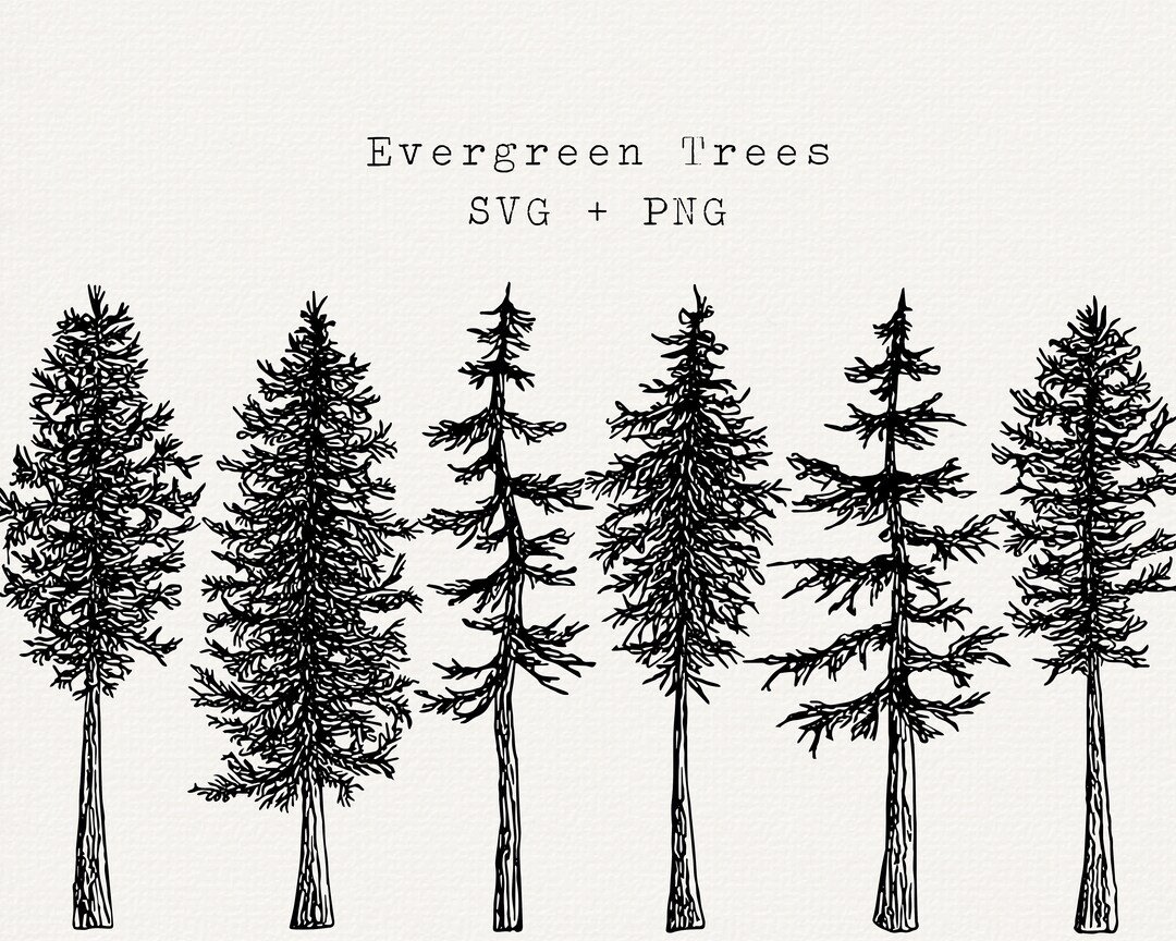 Tree SVG, PNG, Evergreen Tree Vector Graphics, Hand Drawn Forest ...