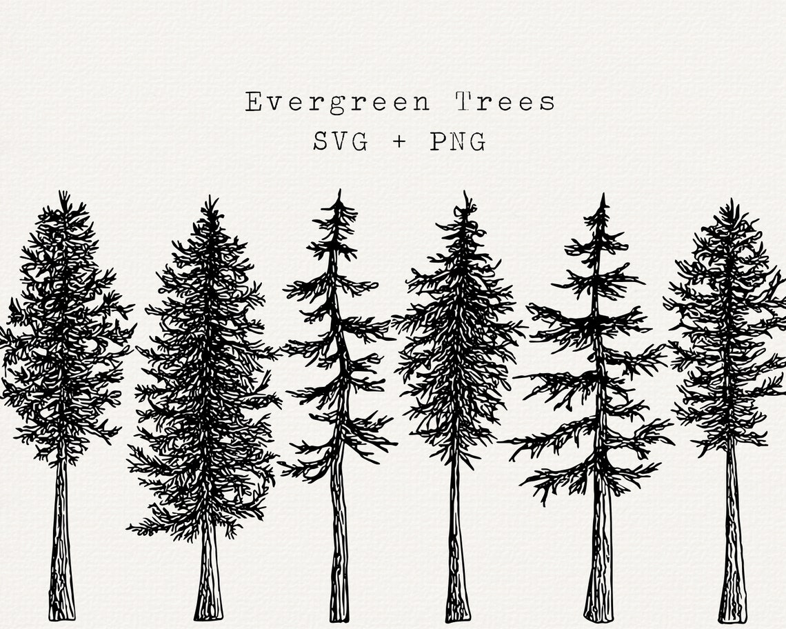 Tree SVG PNG Evergreen Tree Vector Graphics Hand Drawn - Etsy
