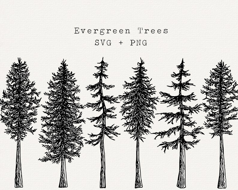 Tree SVG PNG Evergreen Tree Vector Graphics Hand Drawn - Etsy