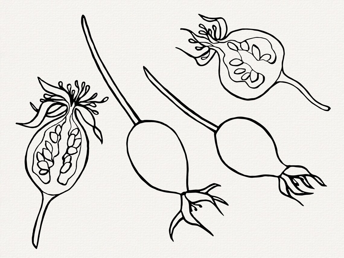 Rose Hips Line Art SVG, Botanical Illustration, Floral Clipart, PNG ...