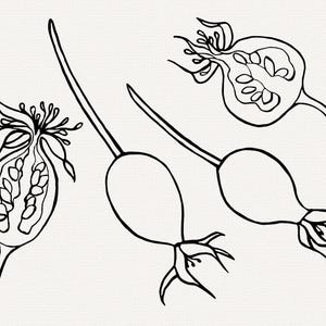 Rose Hip SVG, Rose Hips Clip Art, Rosehip Line Art, Cricut Cut File ...