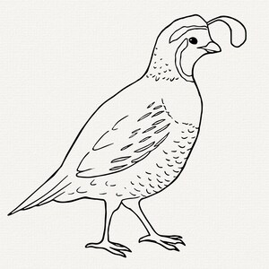 Quail SVG, Quail Eggs Clip Art, Bird Line Art, Cricut Cut File, Simple ...