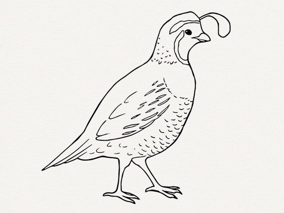 Quail Outline