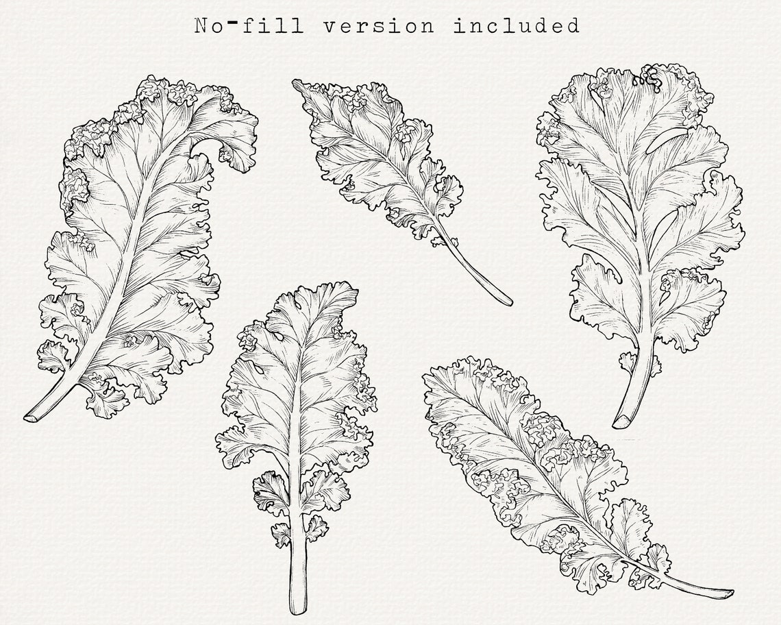 Kale Line Art, Botanical Illustration, PNG Clipart, Vegetable Graphics ...