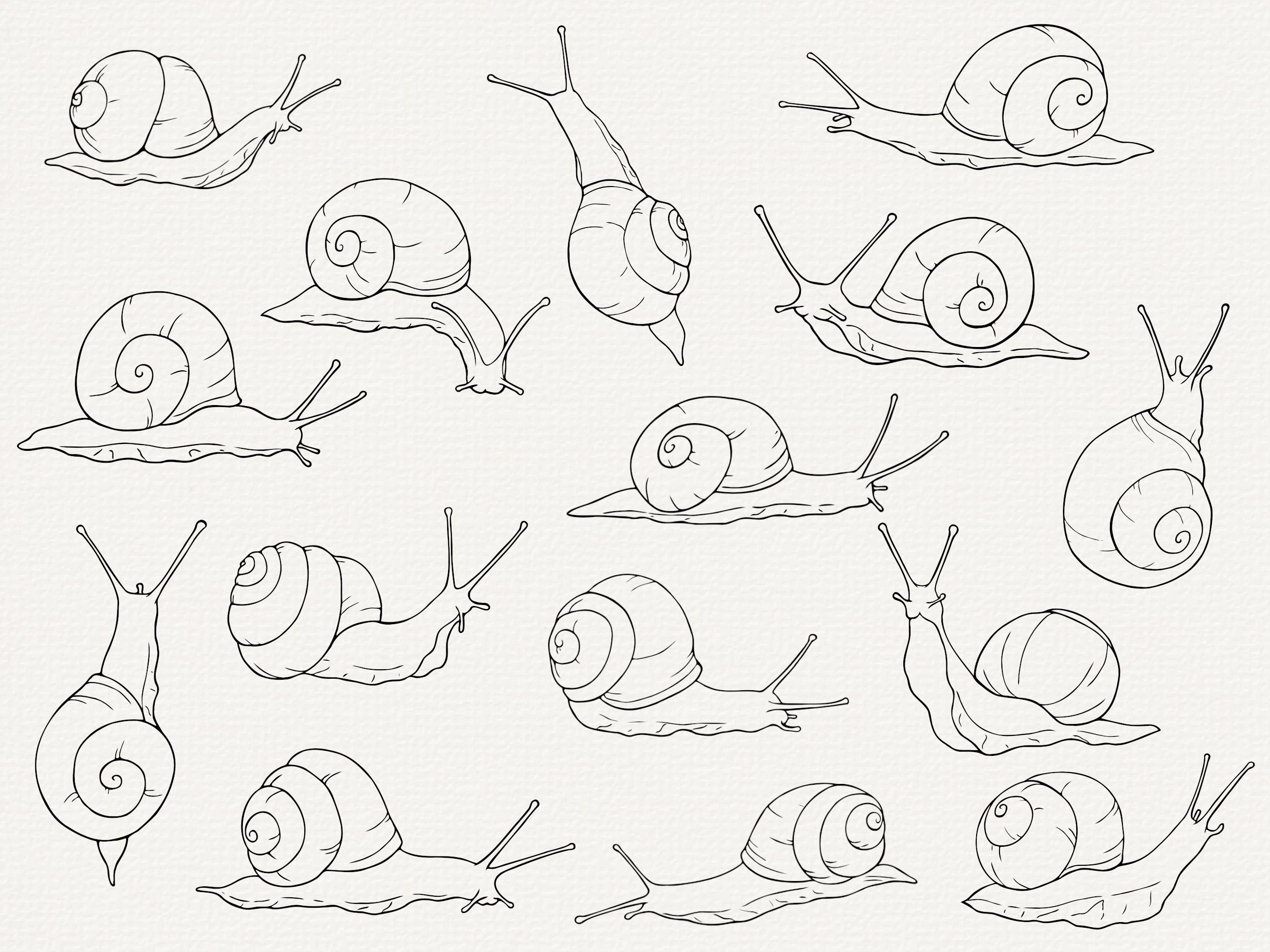Snail Line Art SVG PNG, Clipart Vector Illustration Outline Drawing ...