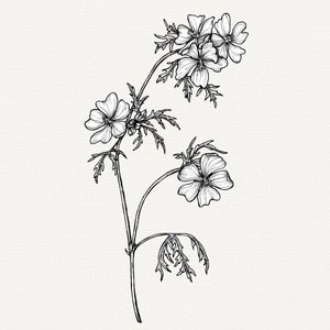 Musk Mallow Flower PNG Clip Art, Hand Drawn Mallow Plant Illustration ...