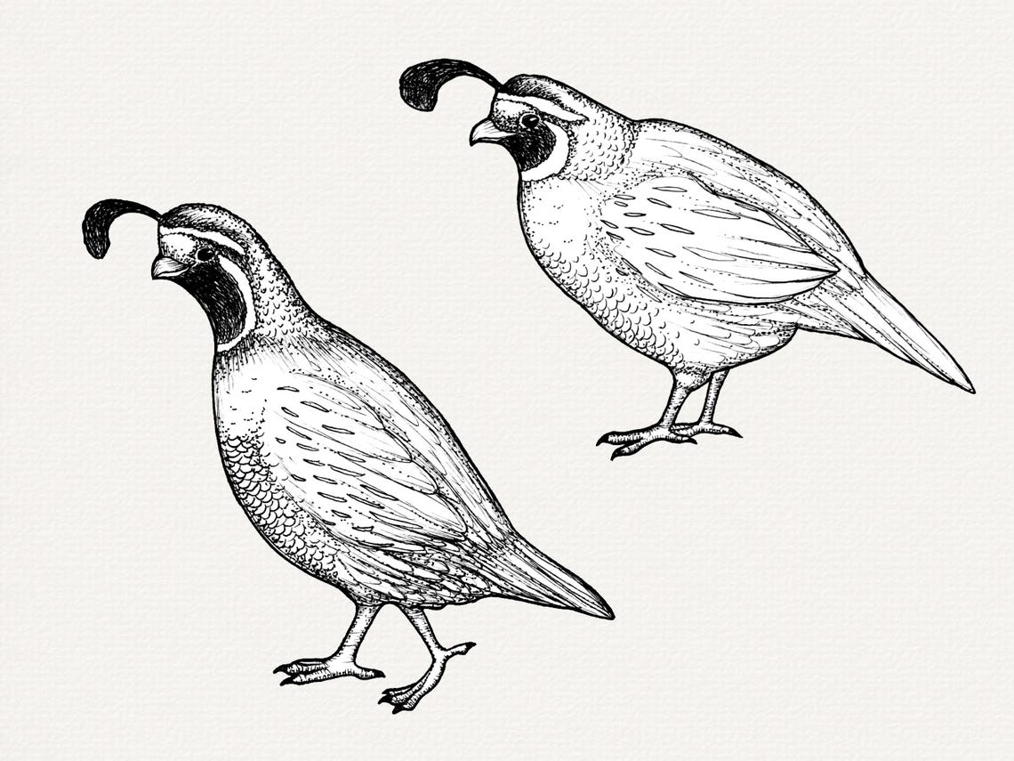 Quail Bird Line Art Clipart, Hand Drawn Quail Illustration, PNG ...