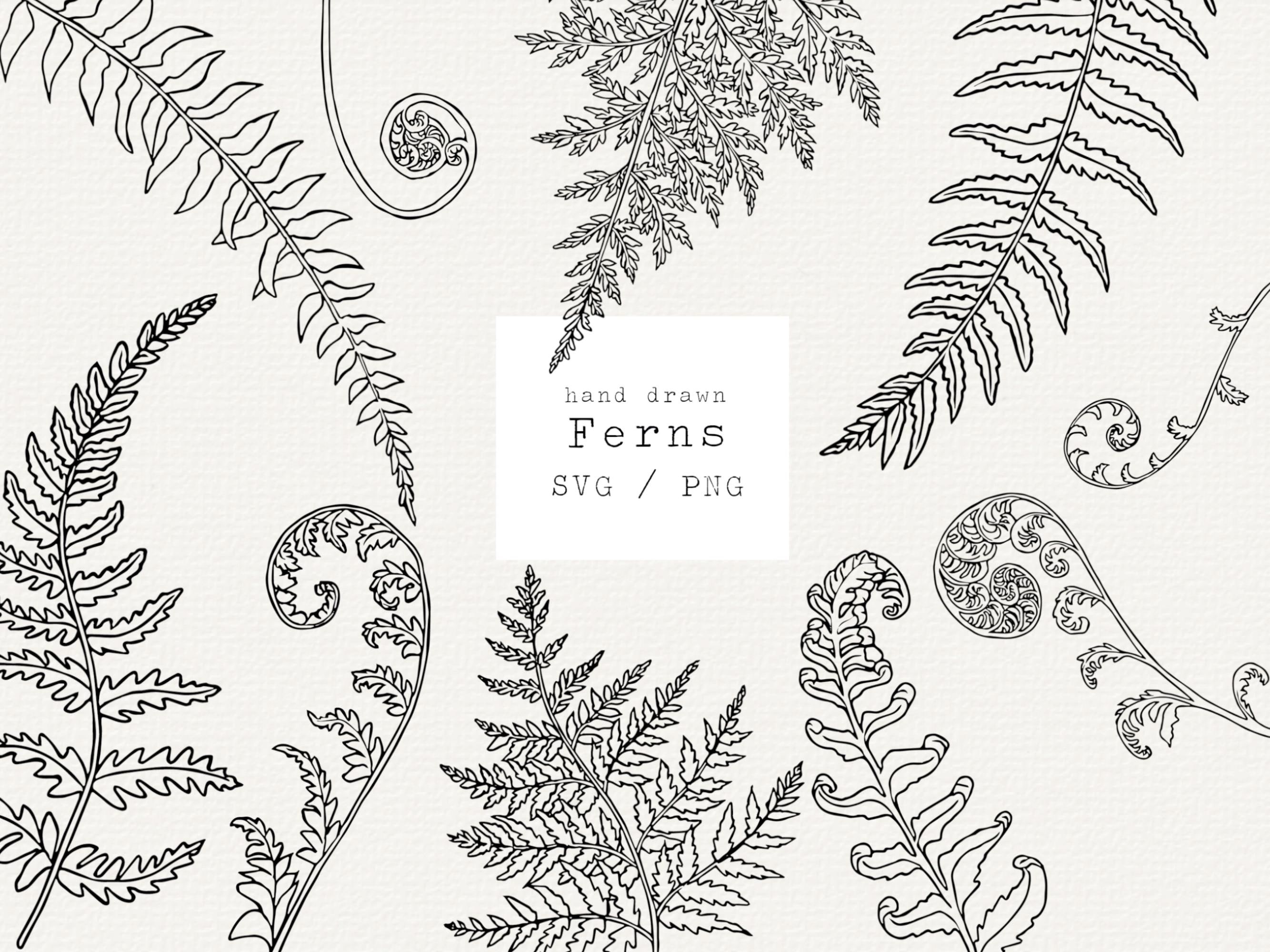 Fern Line Art SVG Set, Hand Drawn Botanical Drawing, Vector Clipart ...