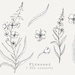 Fireweed PNG Clip Art, Hand Drawn Fireweed Illustration, Medicinal ...