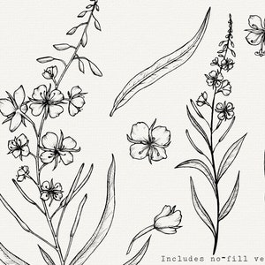 Fireweed PNG Clip Art, Hand Drawn Fireweed Illustration, Medicinal ...