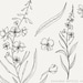 Fireweed PNG Clip Art, Hand Drawn Fireweed Illustration, Medicinal ...