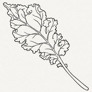 Kale SVG Set, Illustration for Commercial Use, Cut File for Cricut ...