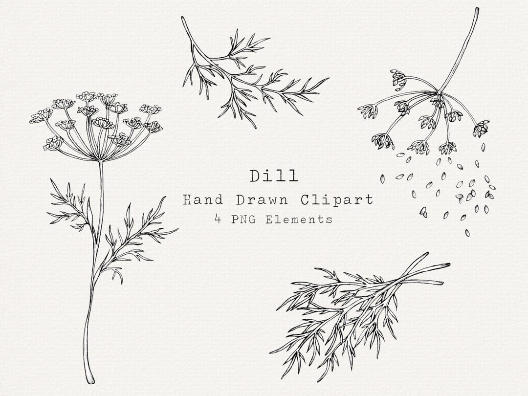 Dill PNG Clip Art, Hand Drawn Illustration, Herb Line Art, Dill Drawing ...