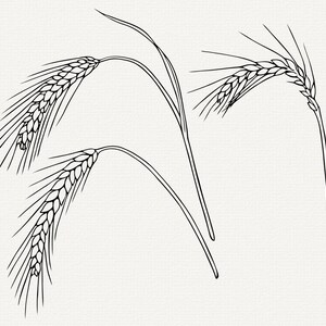 Barley SVG, Hand-drawn Barley Vector Clip Art, Simple Outline Drawing ...
