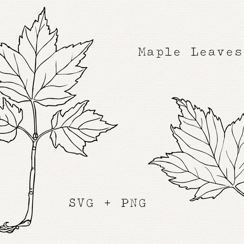 Maple Leaf Line Art - Etsy