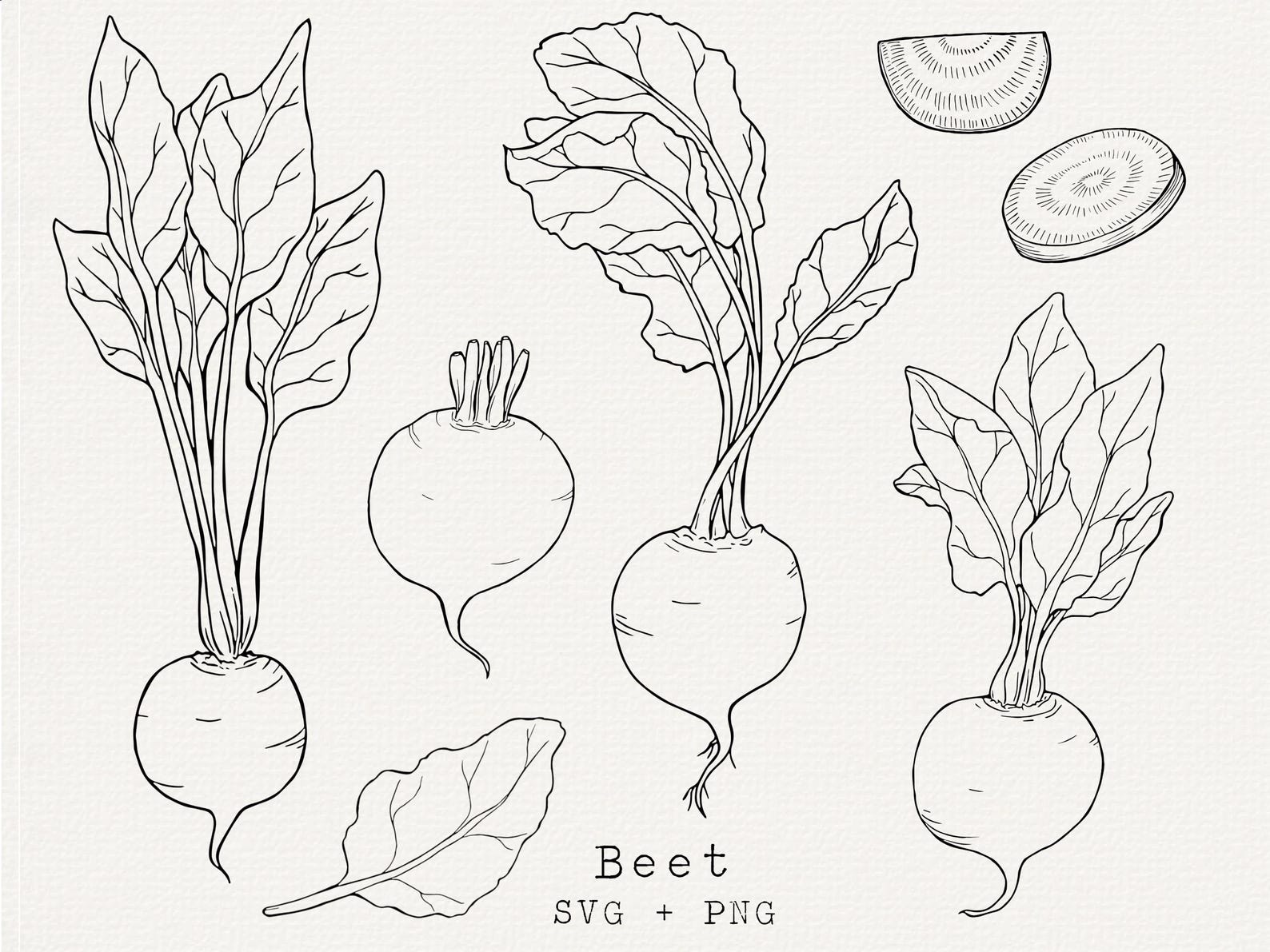 Beet Line Art SVG, PNG, Vegetable Outline Clipart, Kitchen Decor, Food ...