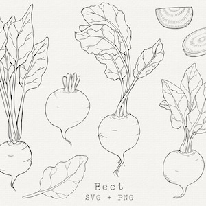 Beet SVG Set, Beets Illustration for Commercial Use, Cut File Cricut ...
