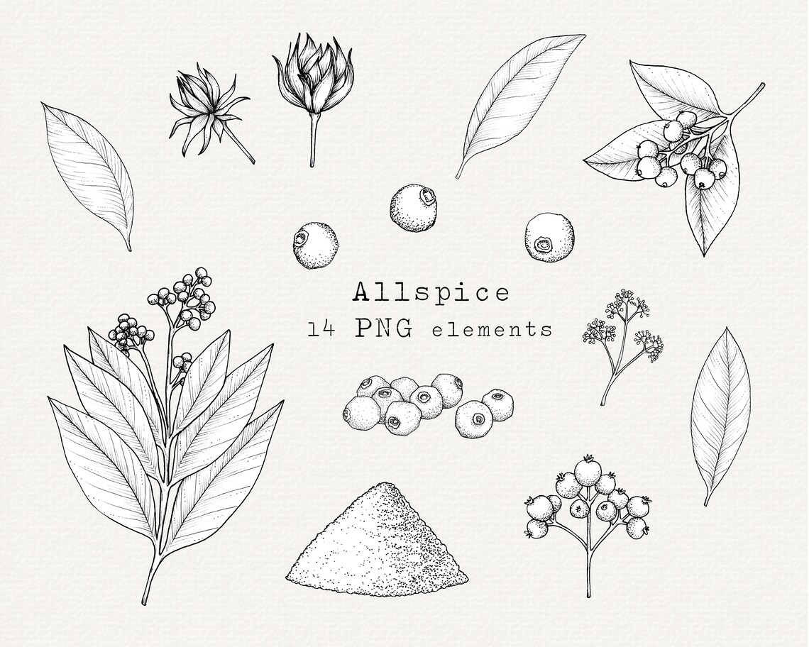 Allspice PNG Clip Art Bundle Hand Drawn Graphics for Spice - Etsy