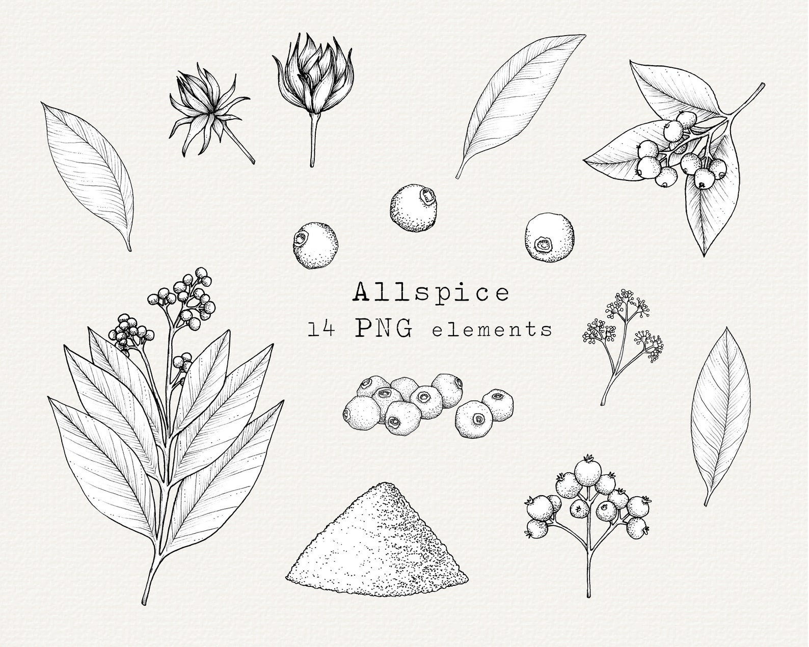 Allspice PNG Clip Art Bundle Hand Drawn Graphics for Spice - Etsy Canada