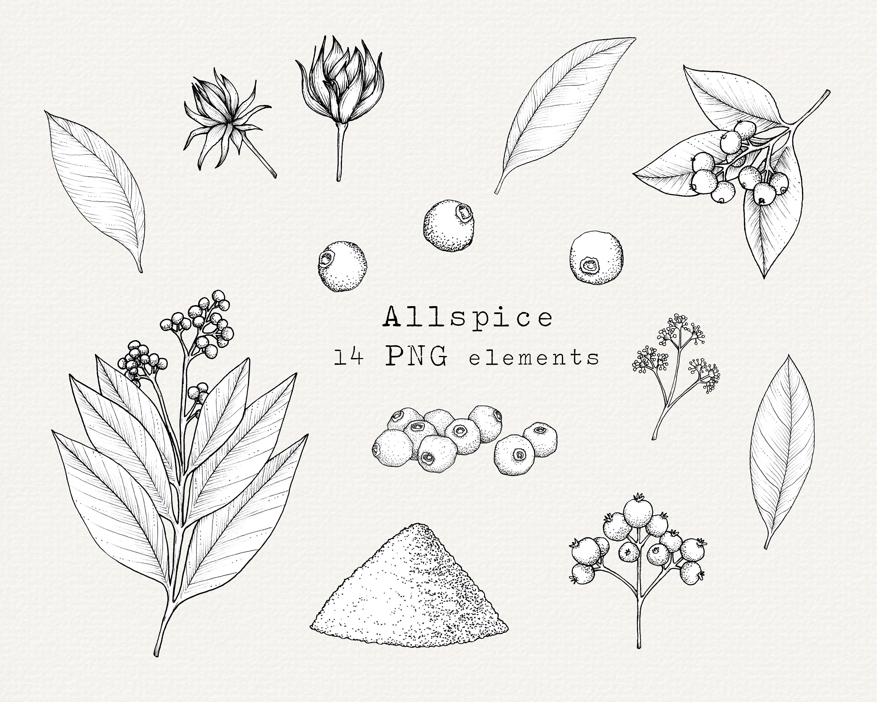 Allspice PNG Clip Art Bundle Hand Drawn Graphics for Spice - Etsy Hong Kong