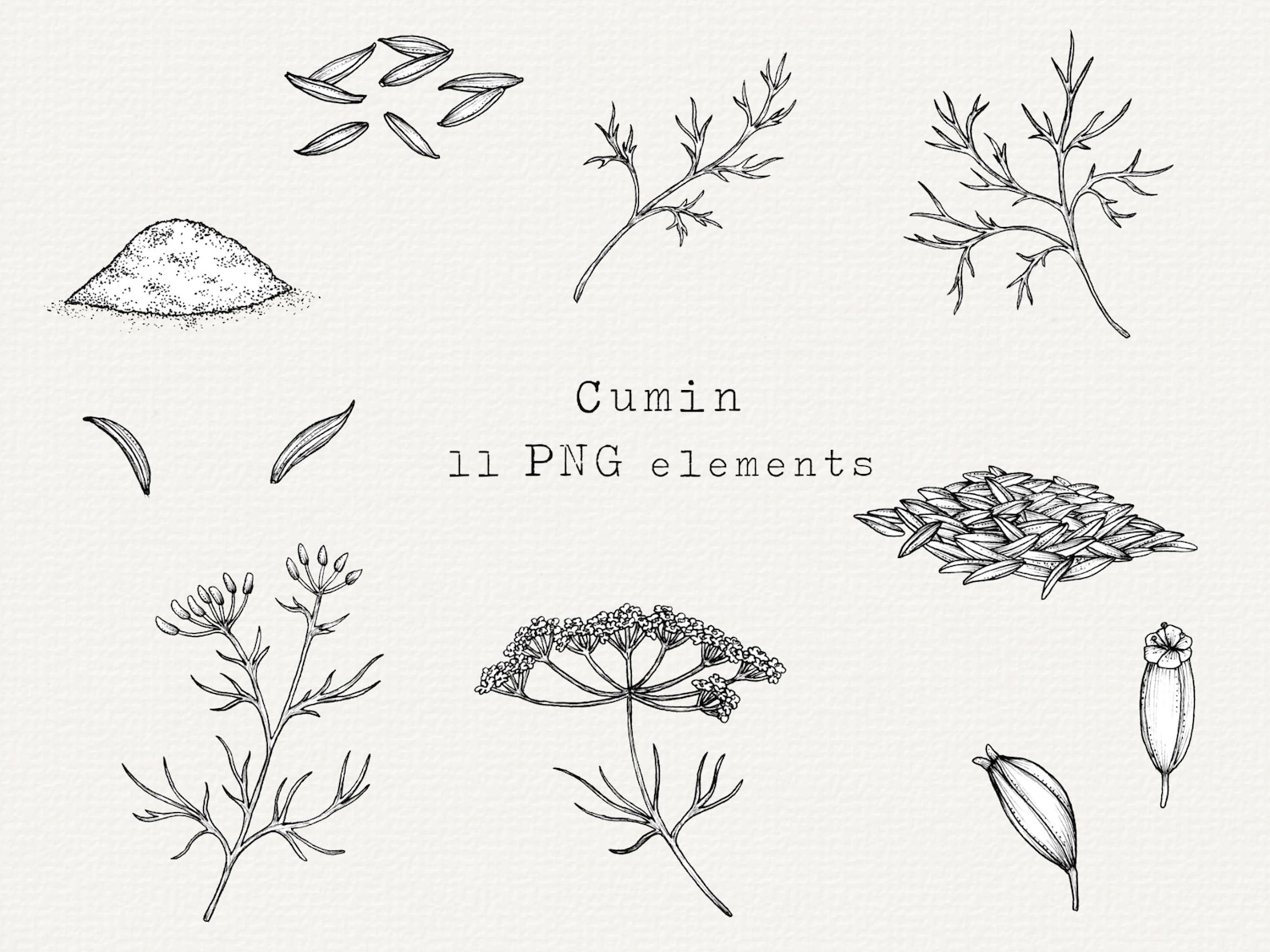 Cumin PNG Clip Art, Hand Drawn Cumin Line Art for Commercial Use, Spice ...