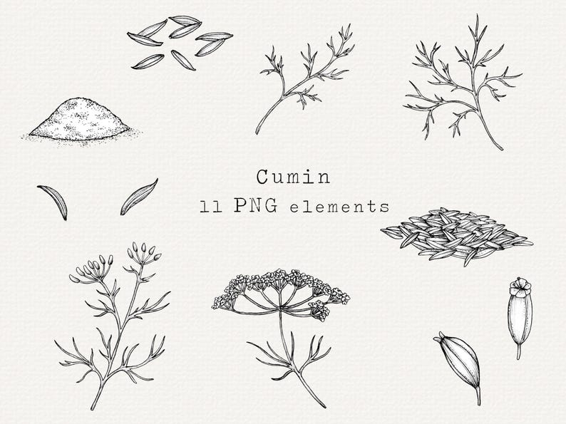 Cumin PNG Clip Art, Hand Drawn Cumin Line Art for Commercial Use, Spice ...