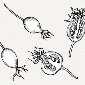 Rose Hip PNG Clip Art, Hand Drawn Rose Hips, Rosehips Illustration for ...