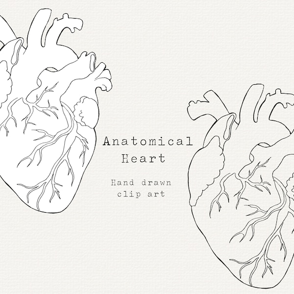 Anatomical Heart Clipart - Etsy