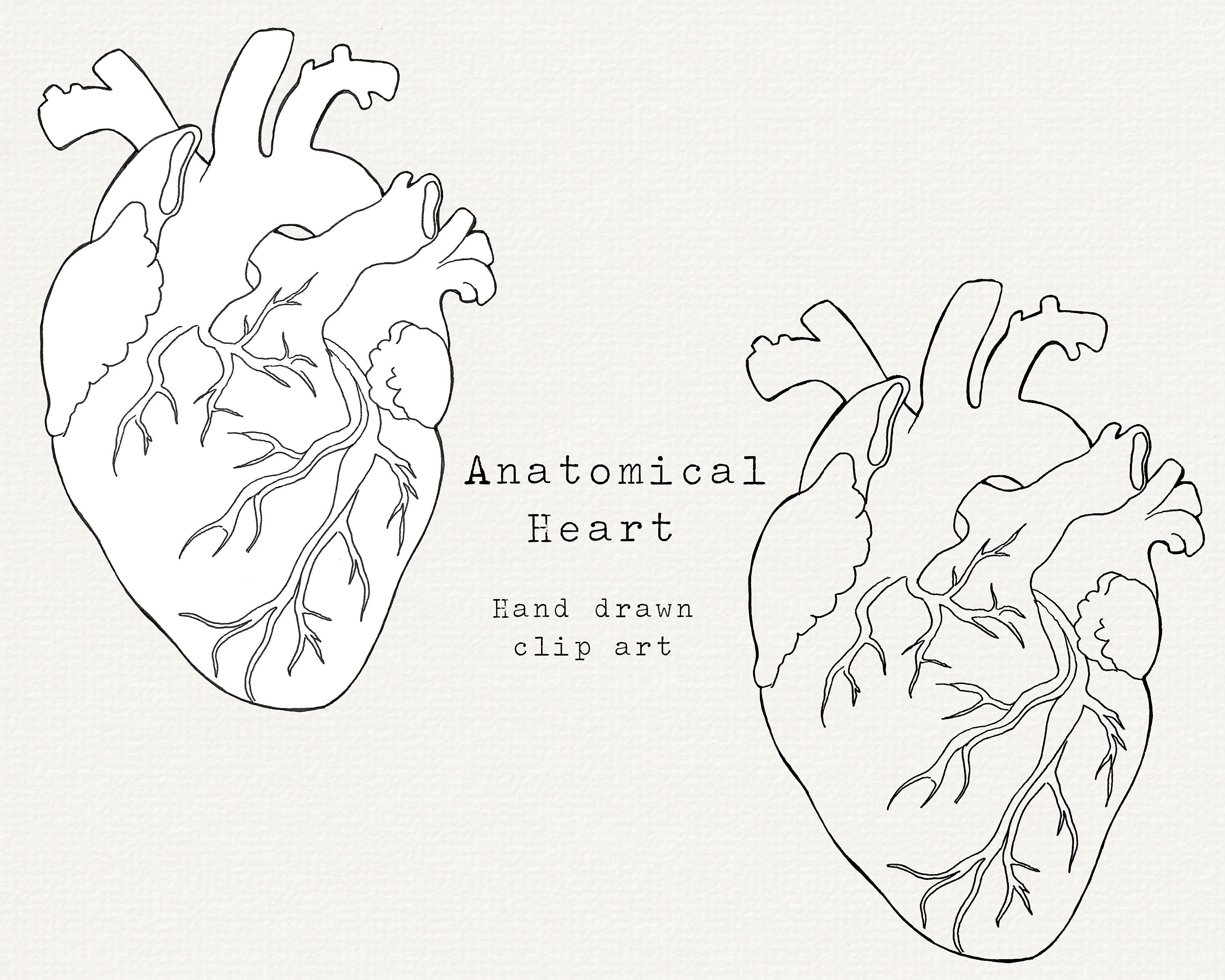 Realistic Heart In Hand Drawing