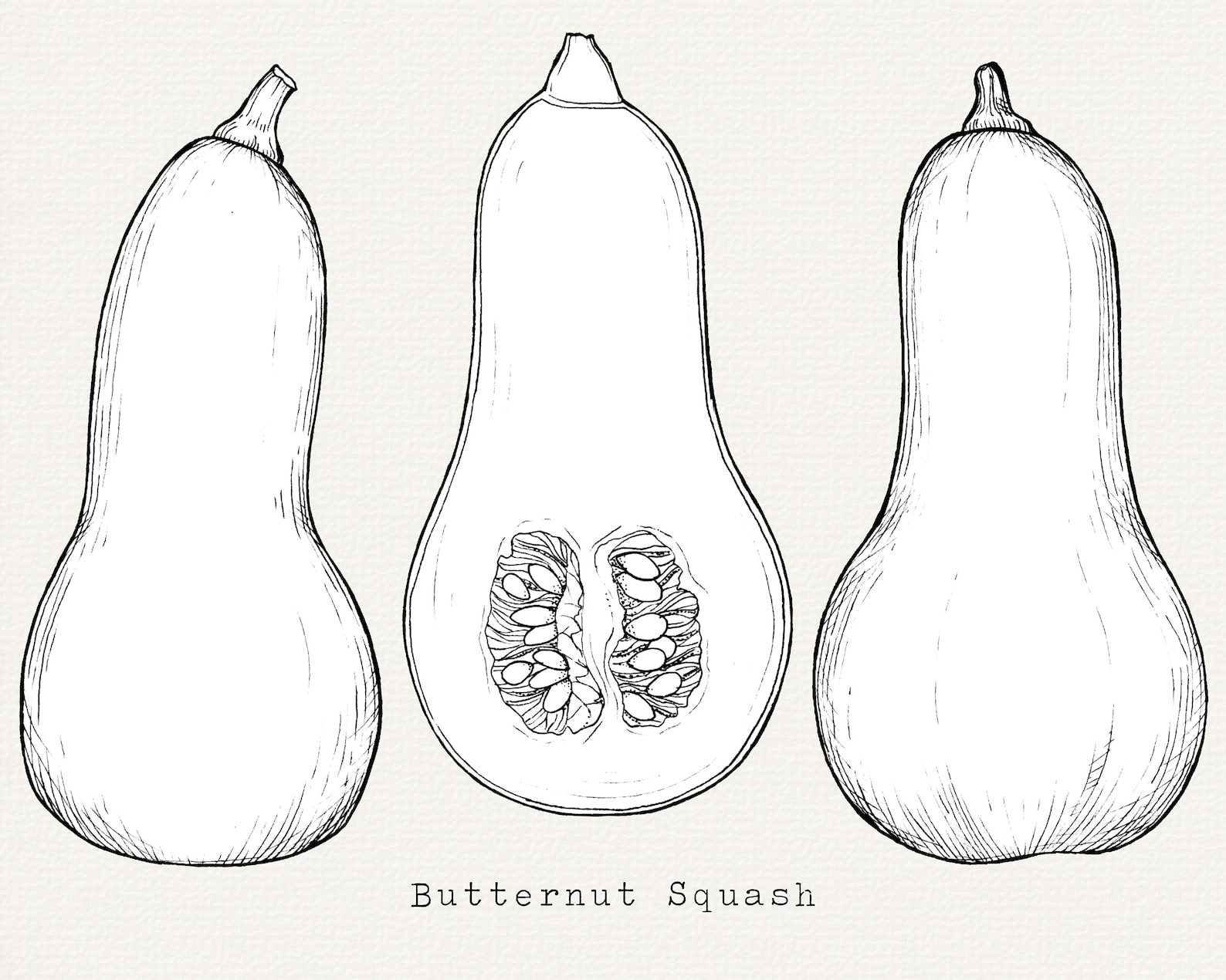 Winter Squash PNG Clip Art, Butternut, Acorn, Kabocha, Hand Drawn ...